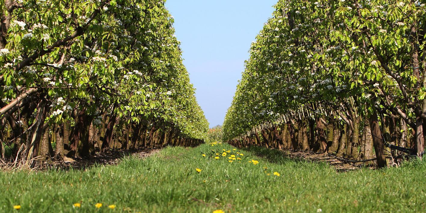 Tuteurs pour arbres fruitiers - Fabricant de piquets en bois - Be